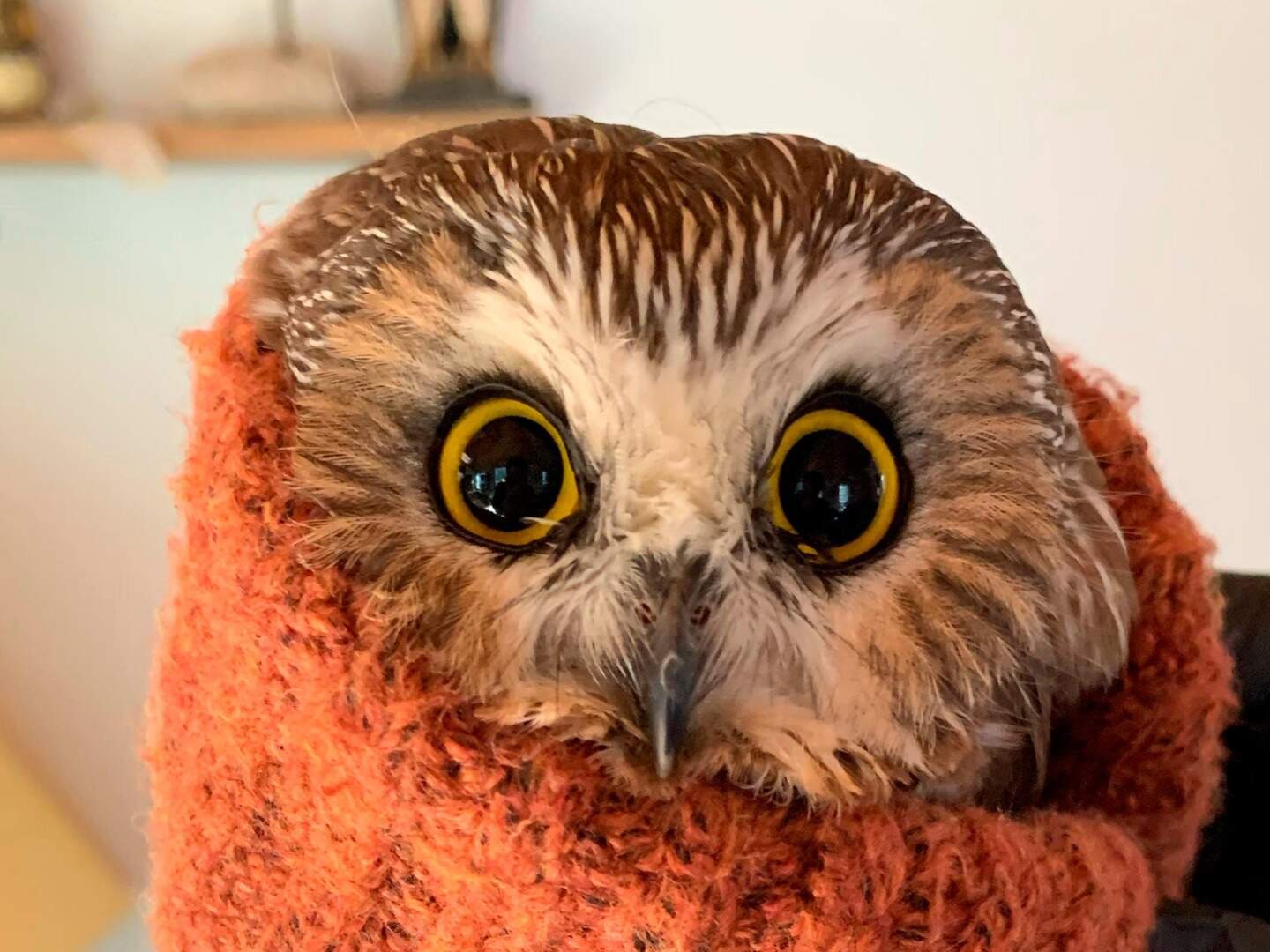 Owl rescued from New York Christmas tree returns to the wild | Crime World