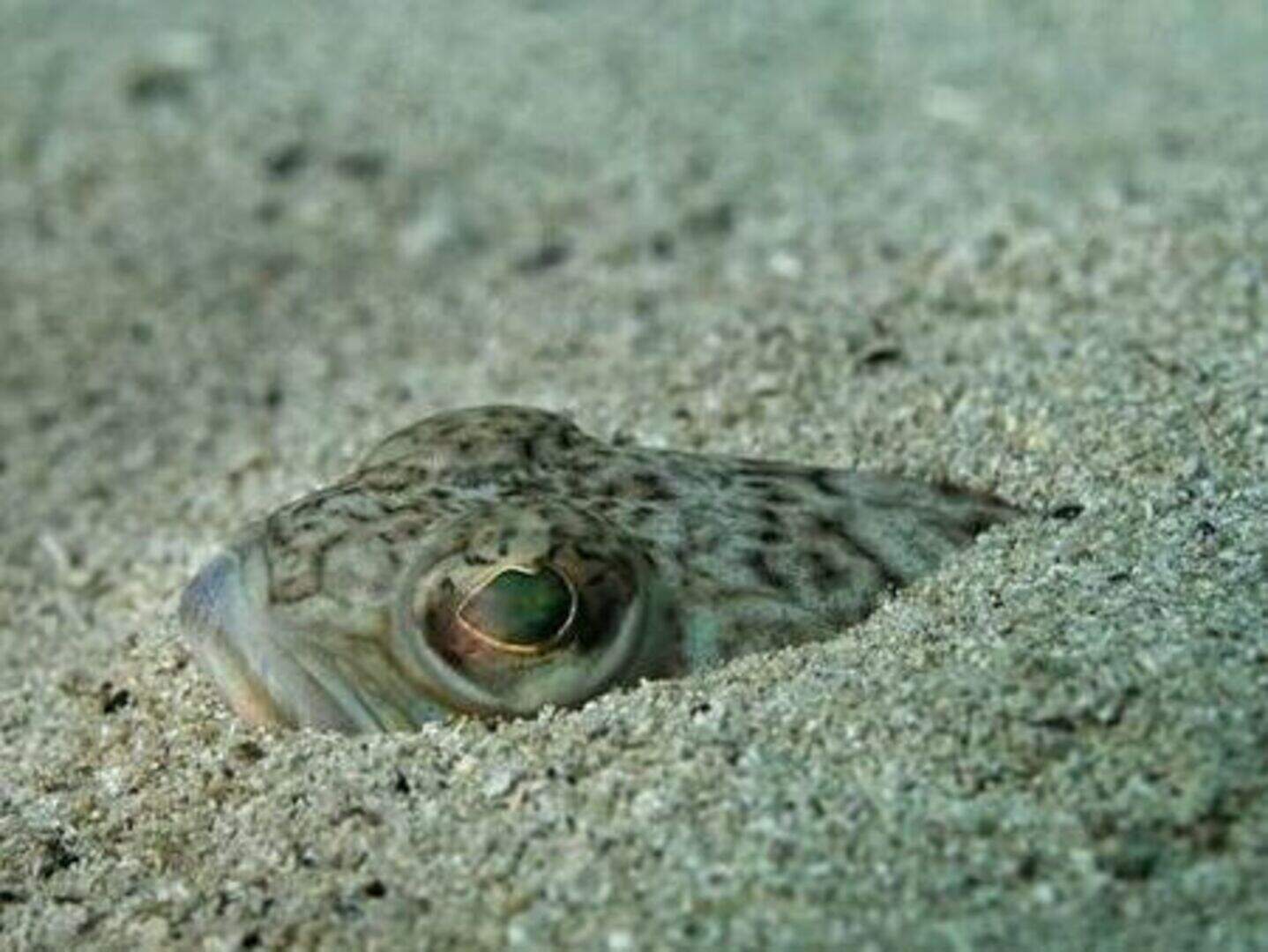Venomous weever fish pose risk to bathers days after jellyfish invasion ...