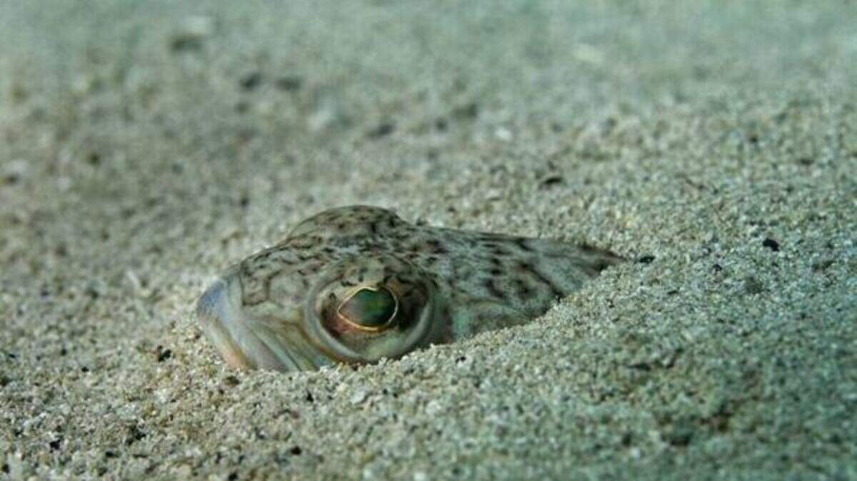 Venomous weever fish pose risk to bathers days after jellyfish invasion ...