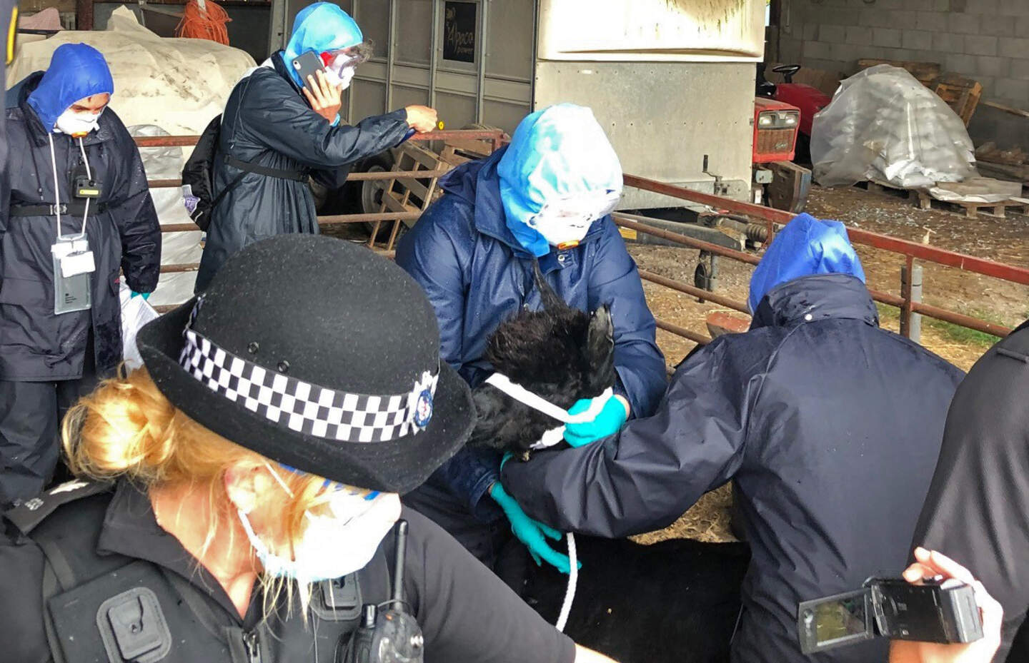Geronimo the alpaca: Doomed animal culled after police and vets swarm ...