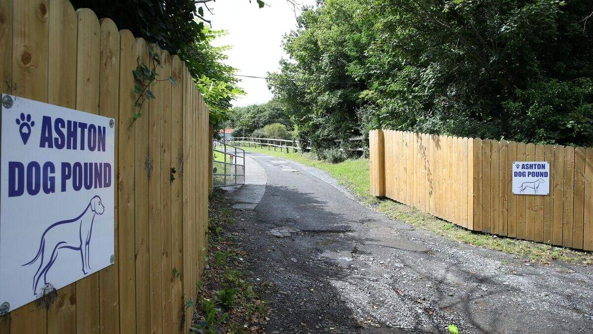 Six people involved with Dublin dog pound charged with animal cruelty ...