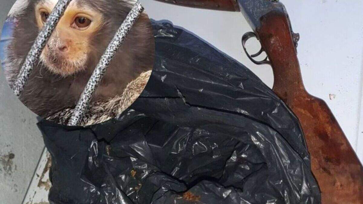 Dublin's ‘monkey gang’ targeted in garda raids during which shotgun and ...