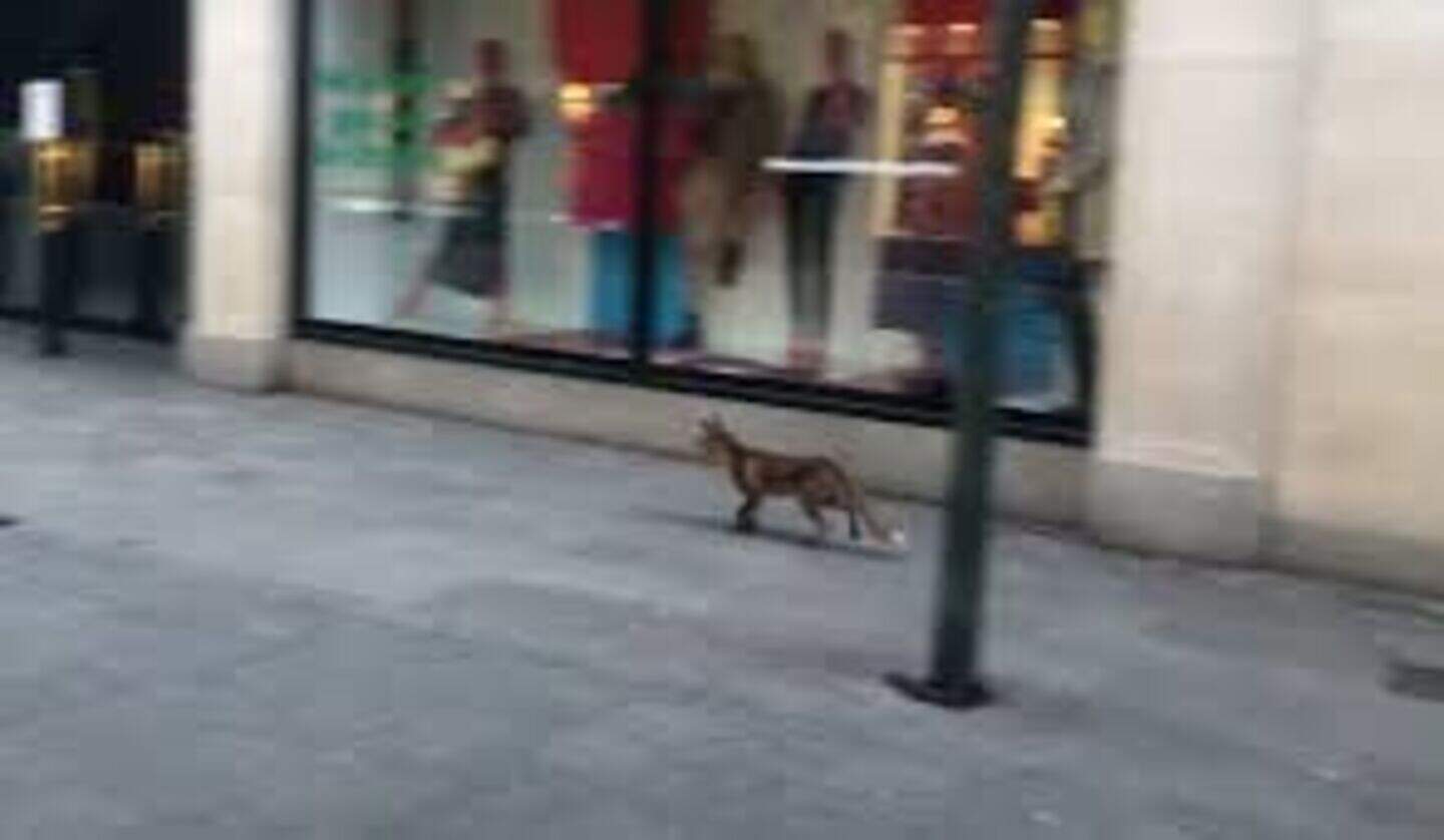 Sam the ‘Trinity Fox’ who went viral during lockdown passes away ...