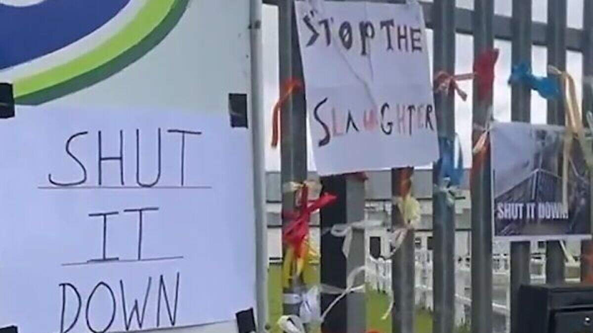 Shannonside Foods: Animal welfare group concerned as horses at ‘abusive ...