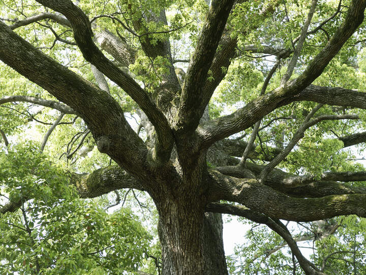 Dublin landscaper sentenced for beating female relative with tree ...