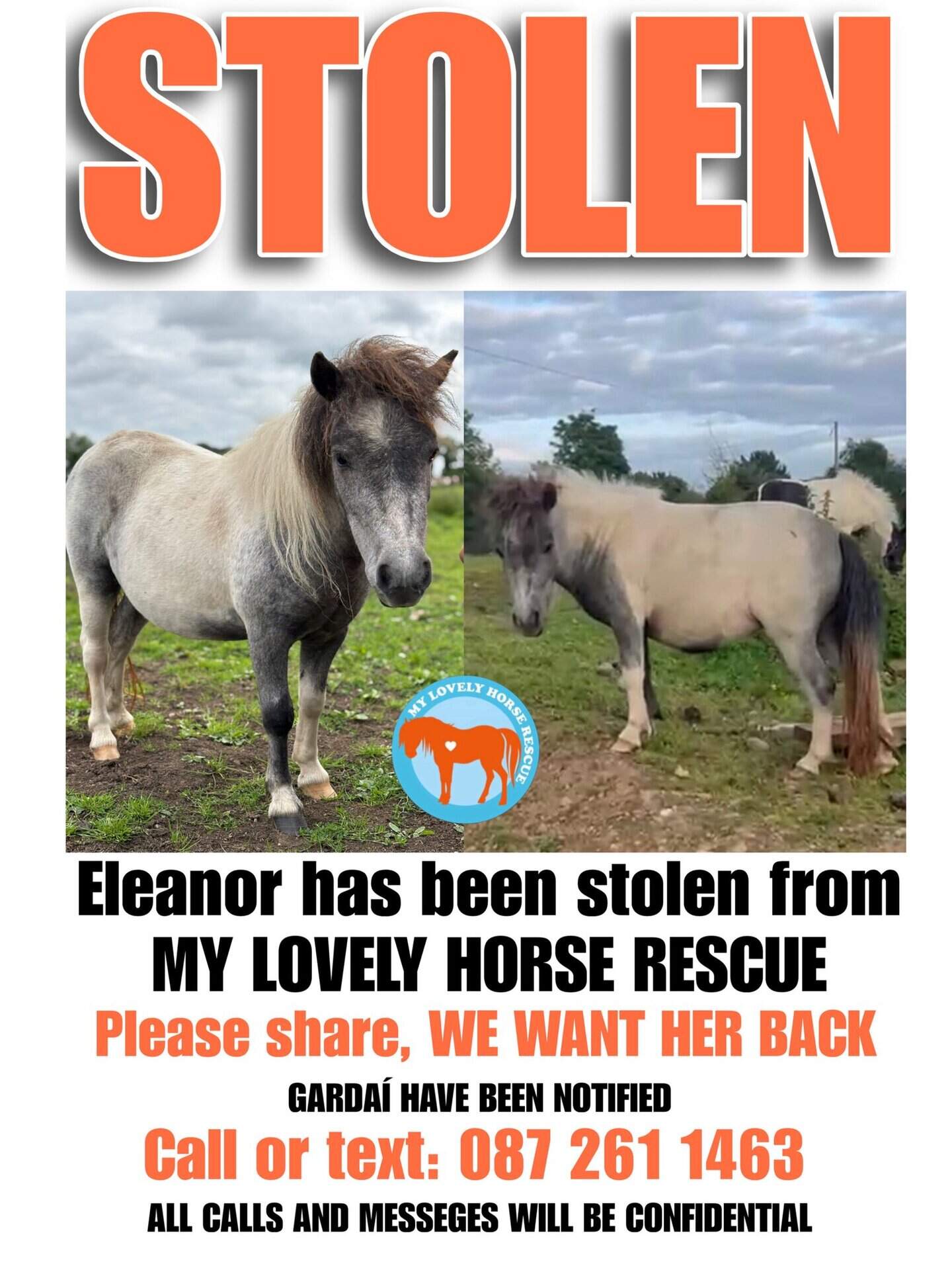 Animal charity searching for stolen pony reveals shocking abuse and ...
