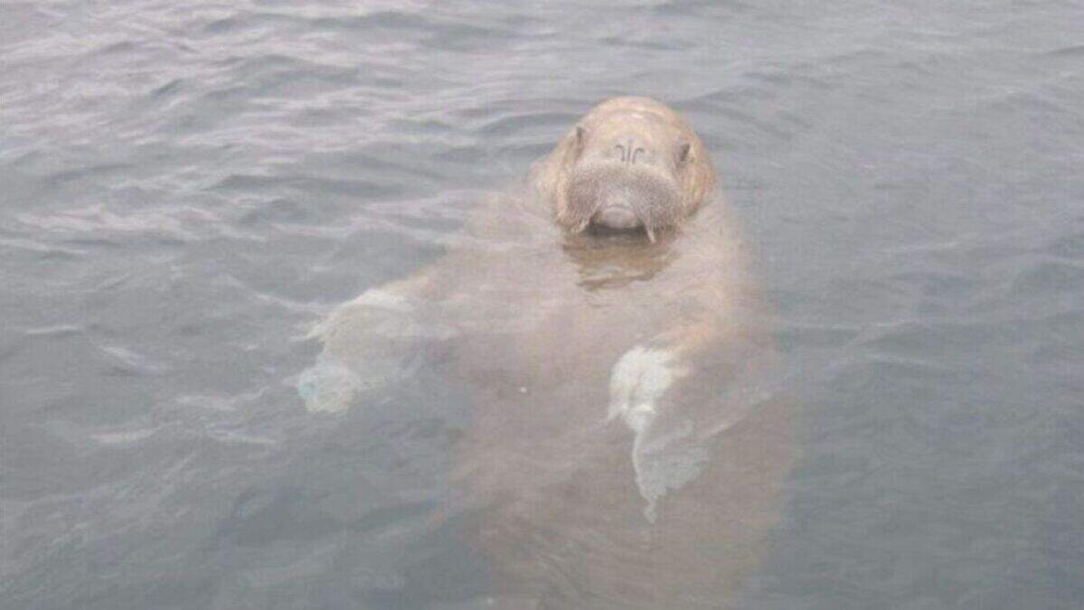 Wally the walrus returns to Irish waters after summer in Europe | Crime ...