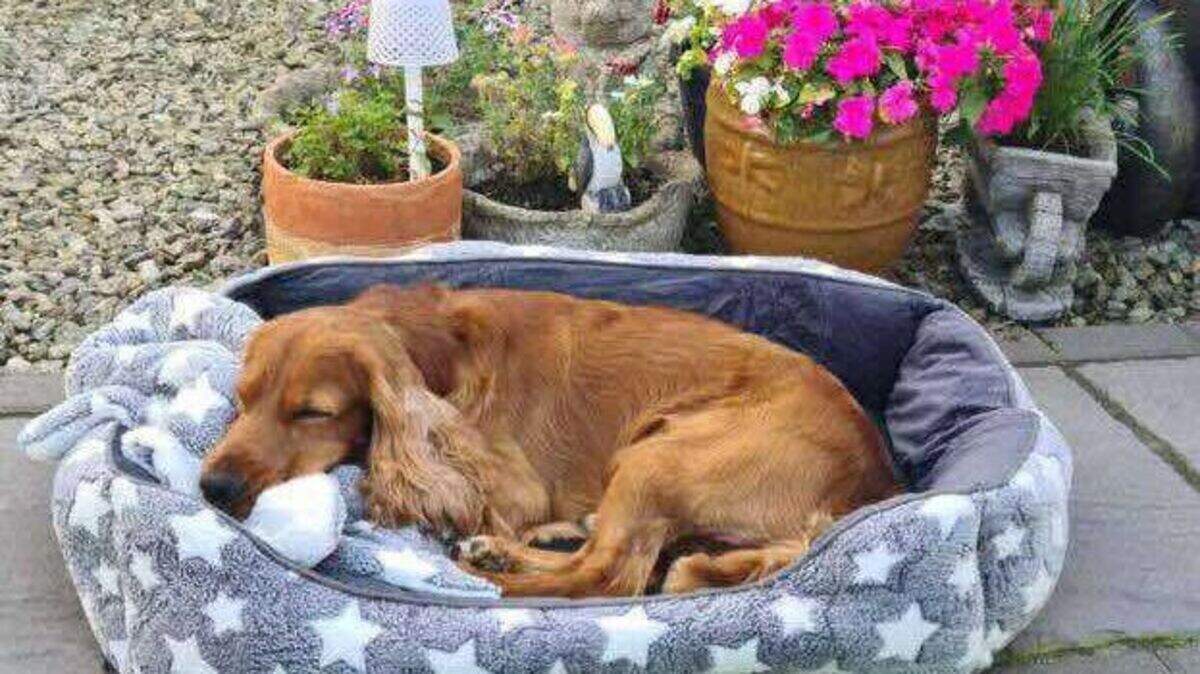 Prison dog Bailey set to be returned to jail after early release ...