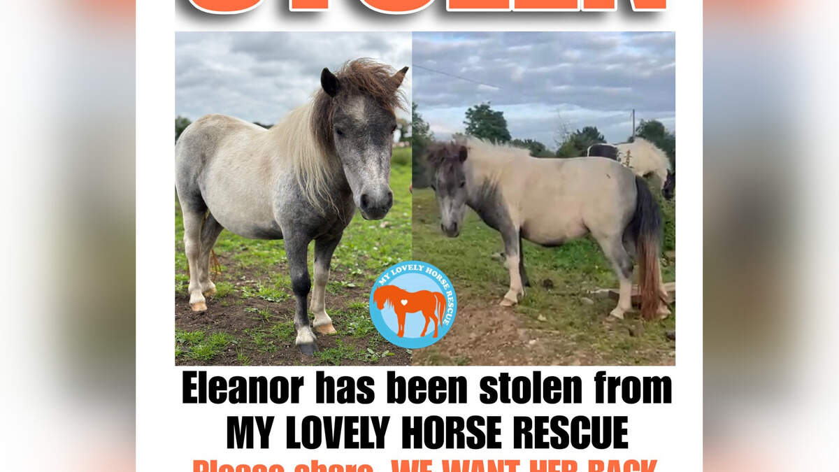 Animal charity searching for stolen pony reveals shocking abuse and ...