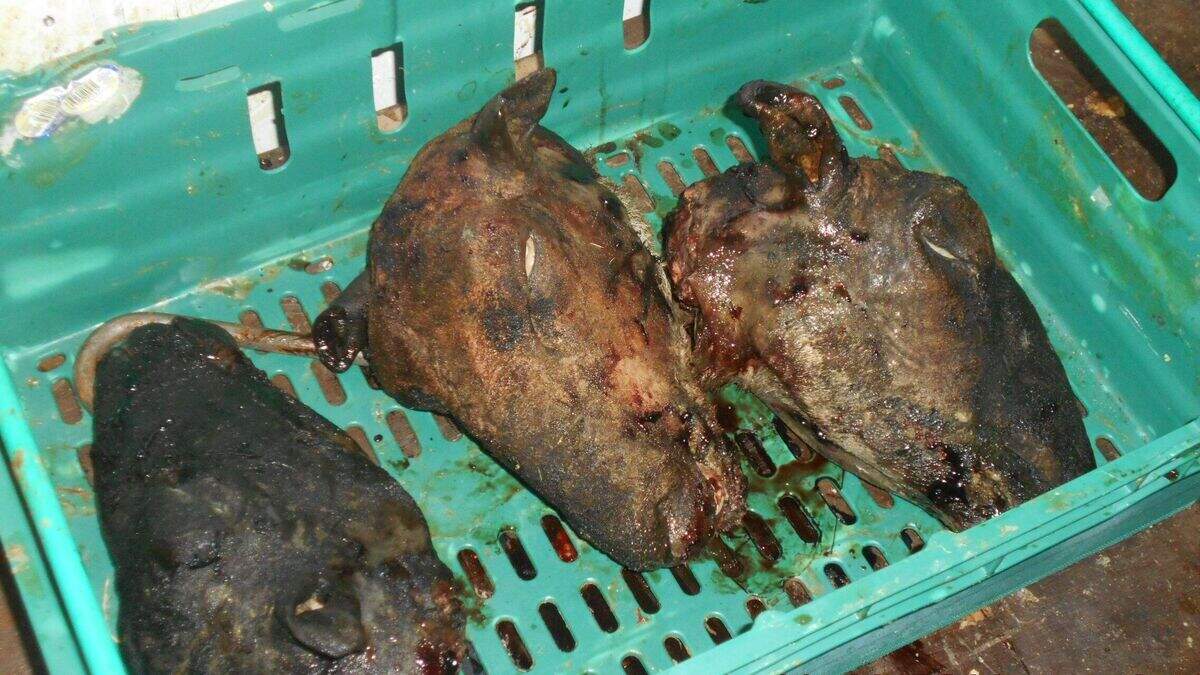 Anthony Fear: Two men jailed for conspiring to sell meat meant for pet ...