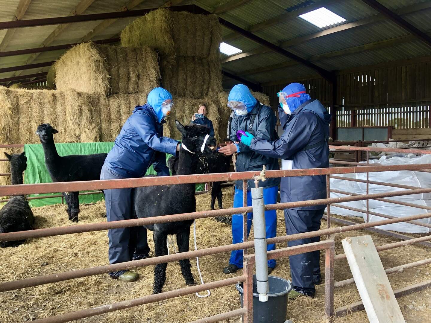 Geronimo the alpaca: Doomed animal culled after police and vets swarm ...
