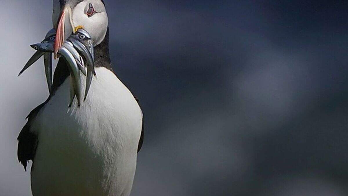 Ireland’s puffins appear to be thriving, but more research needed ...