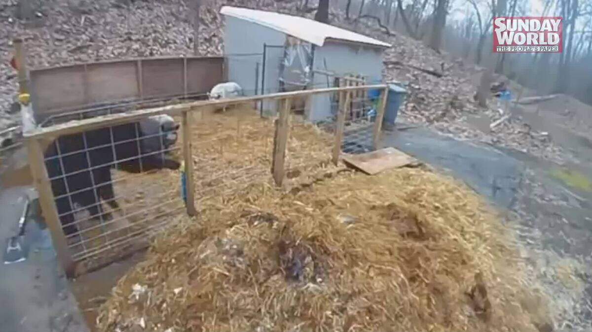 The moment brave pig rescues its friend from a bear is captured on CCTV ...