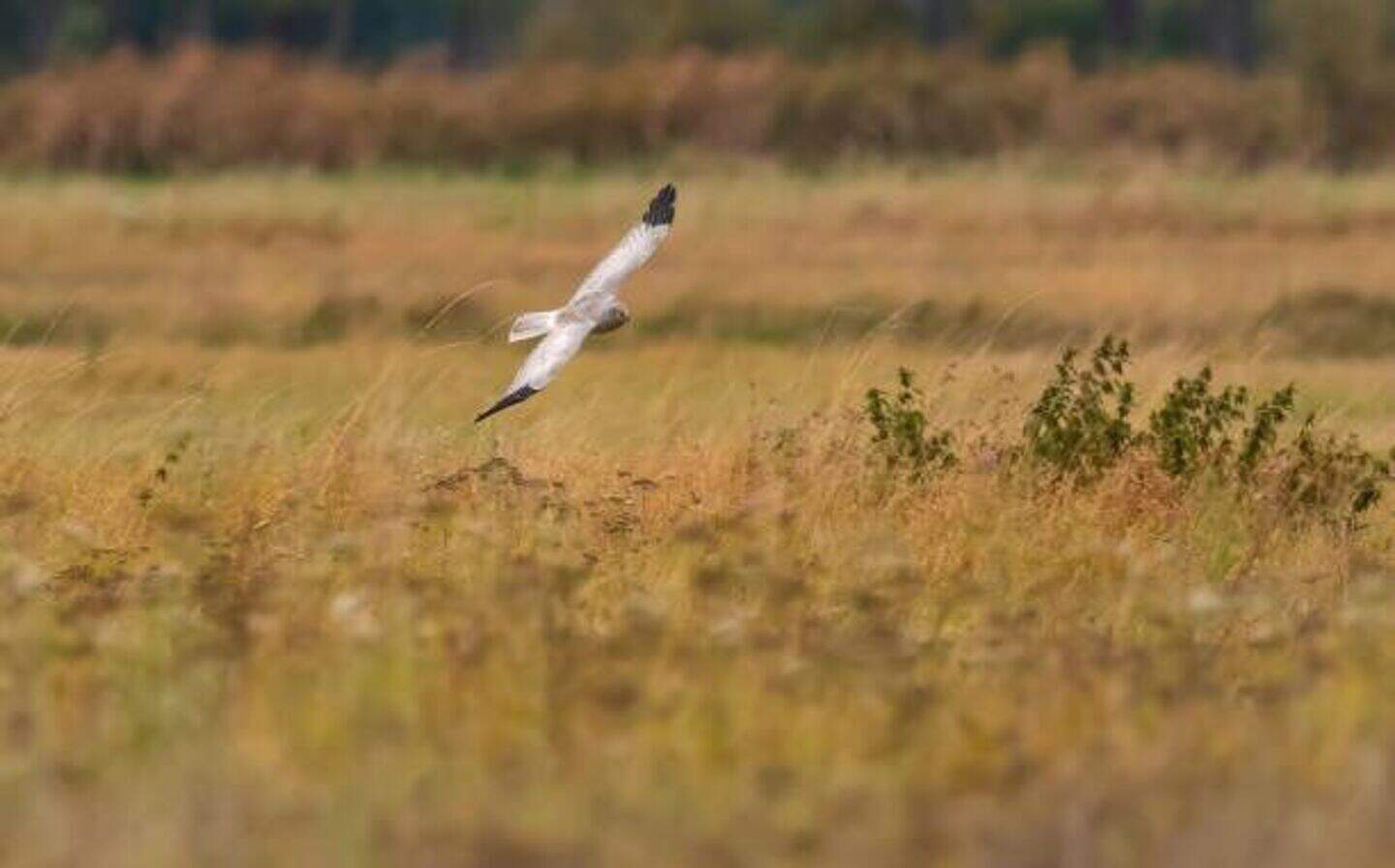 One of Ireland’s rarest birds of prey is on the brink of extinction due ...
