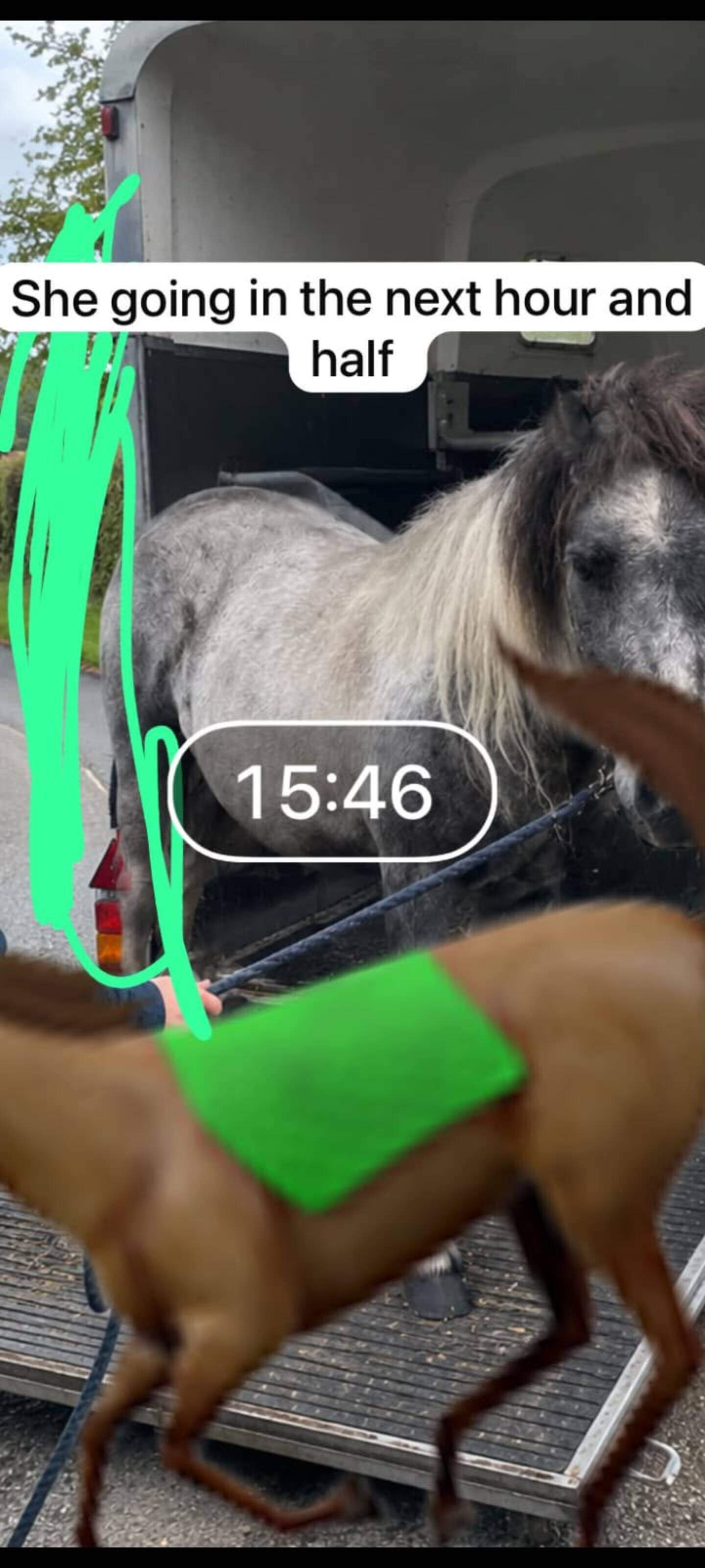 Animal charity searching for stolen pony reveals shocking abuse and ...