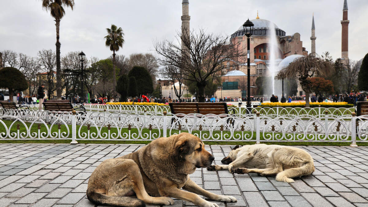 Irish tourist lands €5k compo after being attacked by dog in Istanbul ...